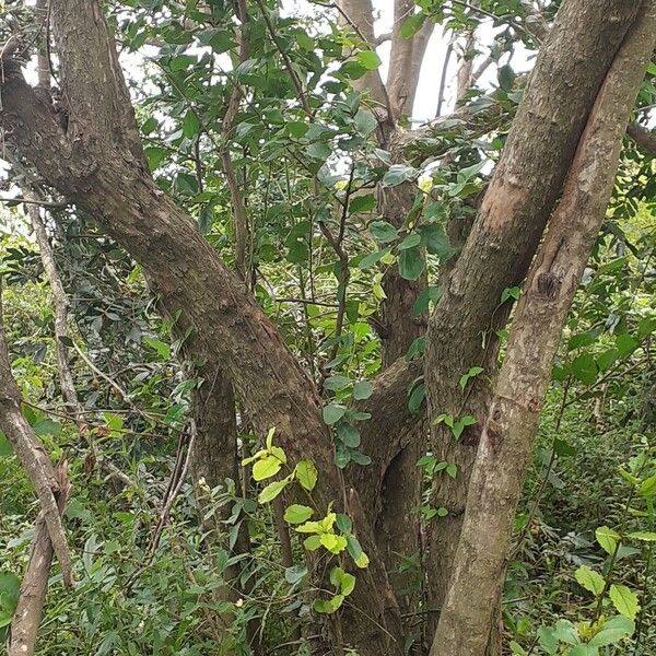 Colubrina Retusa Plant Care & How to Grow, Water