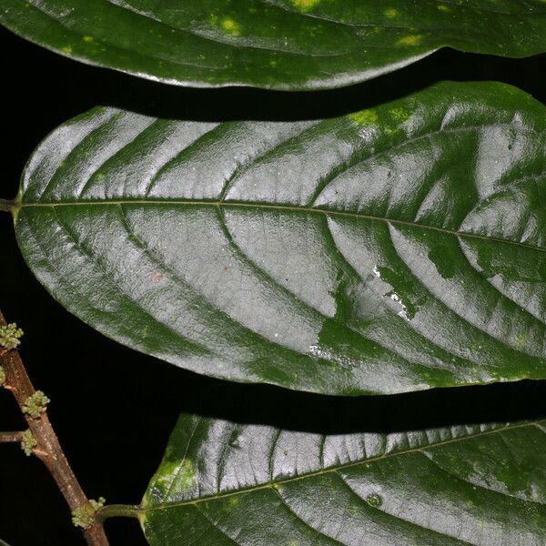 Colubrina Spinosa Plant Care & How to Grow, Water