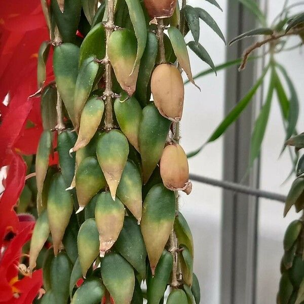 Goldfish Plant Care & How to Grow, Water