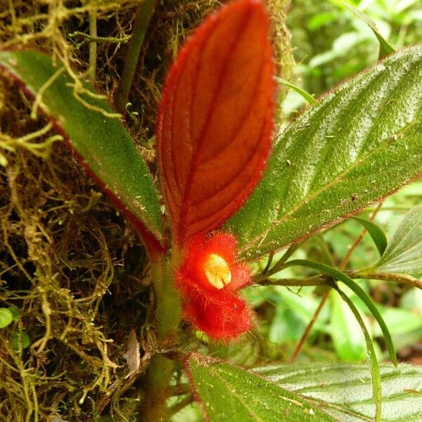 Columnea Calotricha Plant Care & How to Grow, Water