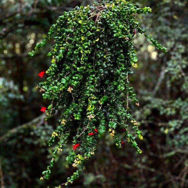 Columnea Dressleri Care Guide: Water, Soil & Propagation - Plantiary