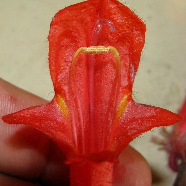 Columnea Flaccida Care Guide: Water, Soil & Propagation - Plantiary