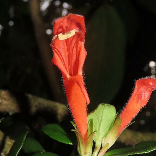 Columnea Glabra Plant Care & How to Grow, Water