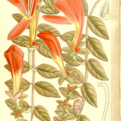 Goldfish (Columnea Gloriosa) Plant Care & How to Grow, Water