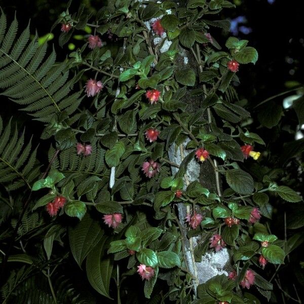 Columnea Grisebachiana Plant Care & How to Grow, Water
