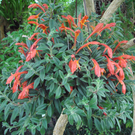 Hairy Columnea (Columnea Hirta) Plant Care & How to Grow, Water