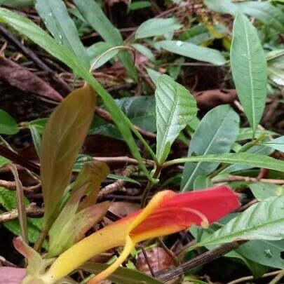 Columnea Lepidocaulis Care Guide: Water, Soil & Propagation - Plantiary