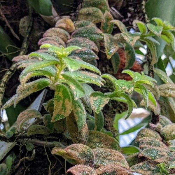 Columnea Magnifica Plant Care & How to Grow, Water