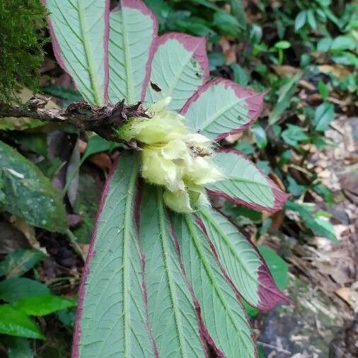 Goldfish (Columnea Medicinalis) Plant Care & How to Grow, Water