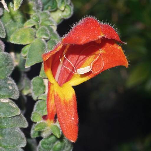 Orange Columnea Plant Care & How to Grow, Water