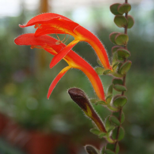 The Goldfish (Columnea Microphylla) Plant Care & How to Grow, Water
