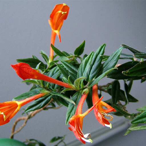 Goldfish (Columnea Nematanthus) Plant Care & How to Grow, Water