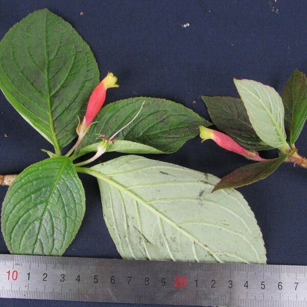 Columnea Nervosa Care Guide: Water, Soil & Propagation - Plantiary