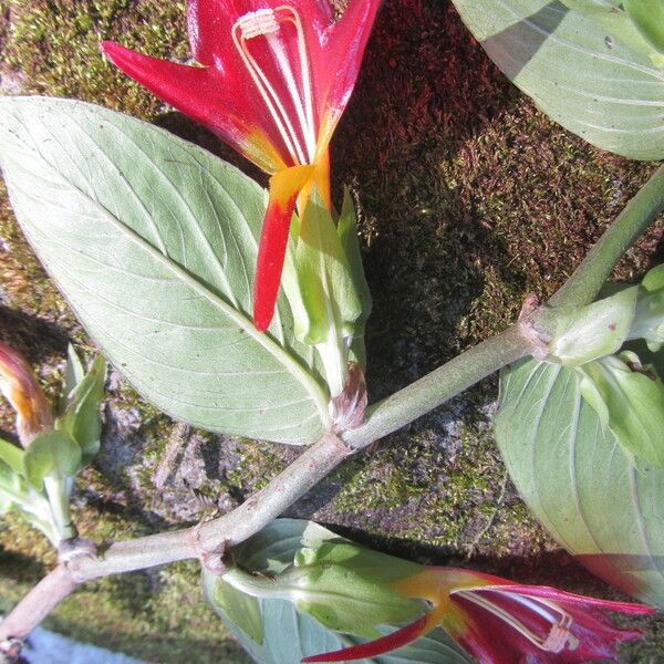 Columnea Nicaraguensis Plant Care & How to Grow, Water