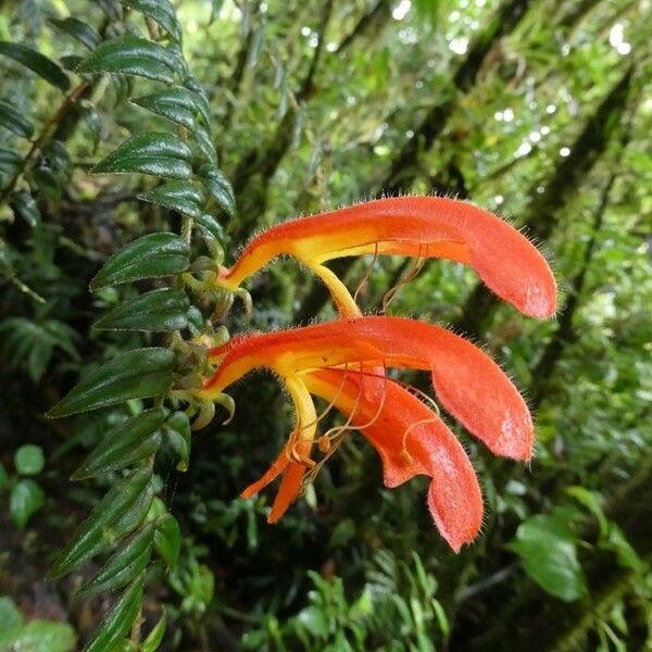 Columnea Oerstediana Plant Care & How to Grow, Water