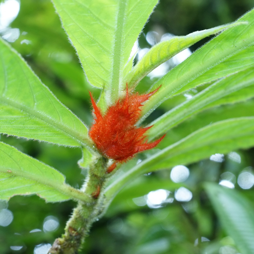 Columnea Purpurata Plant Care & How to Grow, Water