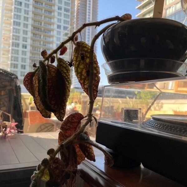 Columnea Purpureovittata Plant Care & How to Grow, Water