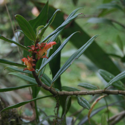 Columnea Querceti Care Guide: Water, Soil & Propagation - Plantiary