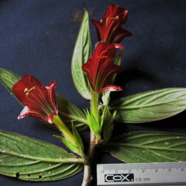 Columnea Raymondii Care Guide: Water, Soil & Propagation - Plantiary