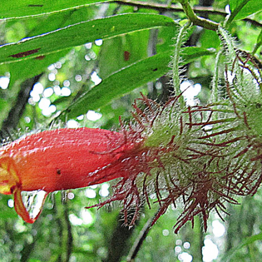 Columnea Sanguinolenta Care Guide: Water, Soil & Propagation - Plantiary