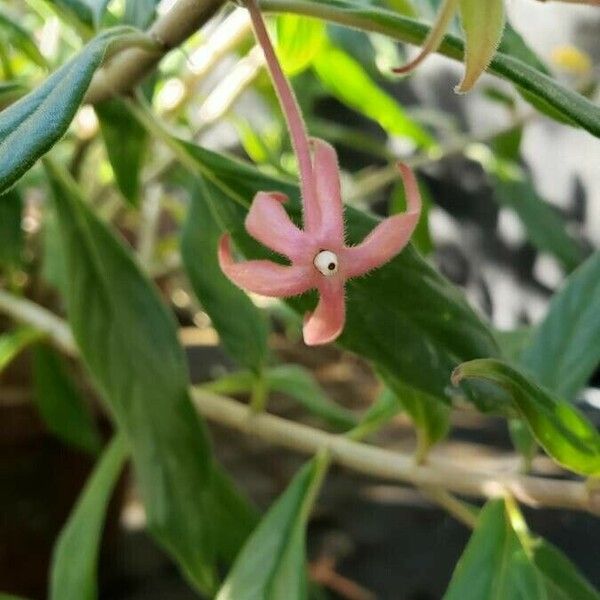 Reticulated Goldfish (Columnea Schiedeana) Plant Care & How to Grow, Water
