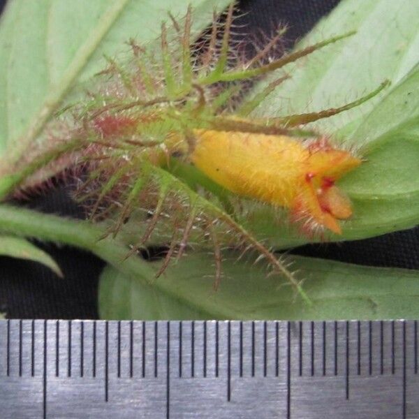 Columnea Segregata Care Guide: Water, Soil & Propagation - Plantiary