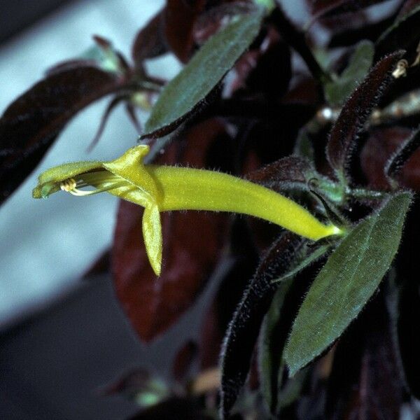 Columnea Sulfurea Plant Care & How to Grow, Water