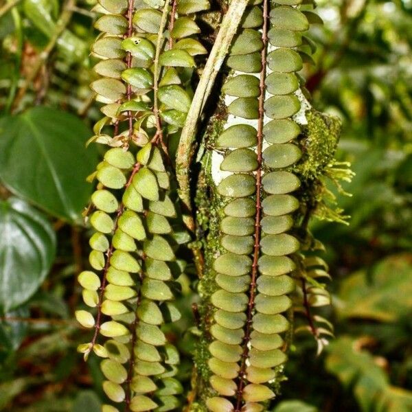 Columnea Tulae Plant Care & How to Grow, Water