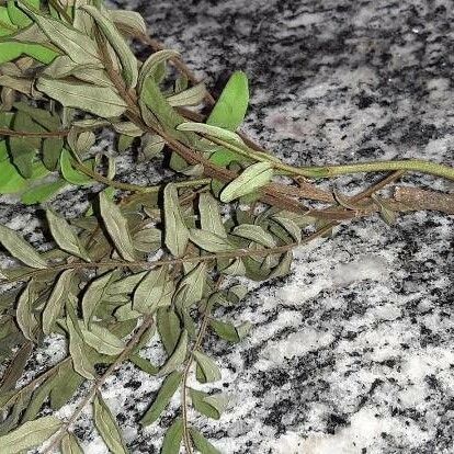 Colutea Abyssinica Plant Care & How to Grow, Water