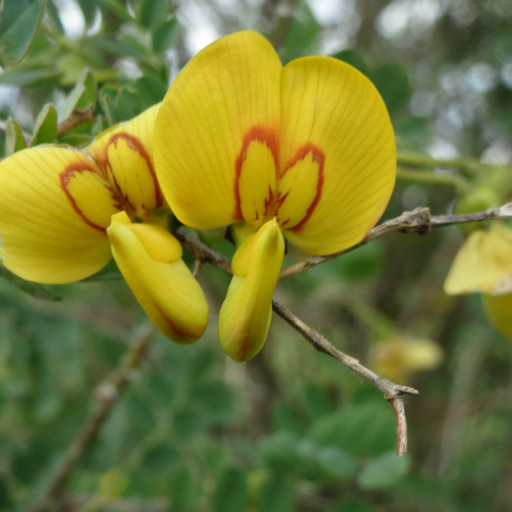 Bladder-senna (Colutea Arborescens) Plant Care & How to Grow, Water