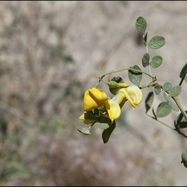 Colutea Paulsenii Plant Care & How to Grow, Water