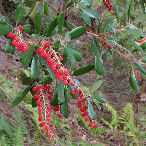 Summer-Holly (Comarostaphylis Diversifolia) Plant Care & How to Grow, Water