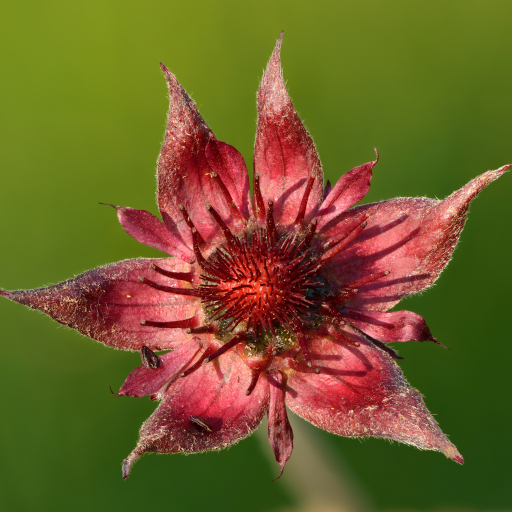 Purple Marshlocks (Comarum Palustre) Plant Care & How to Grow, Water