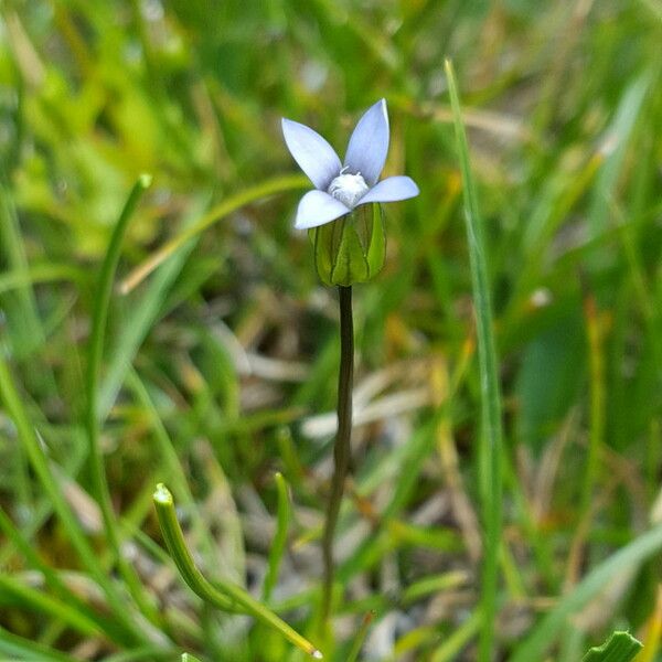 Dane's Dwarf Gentian (Comastoma Tenellum) Plant Care & How to Grow, Water