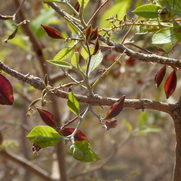 Four-leaved Bushwillow (Combretum Adenogonium) Plant Care & How to Grow ...