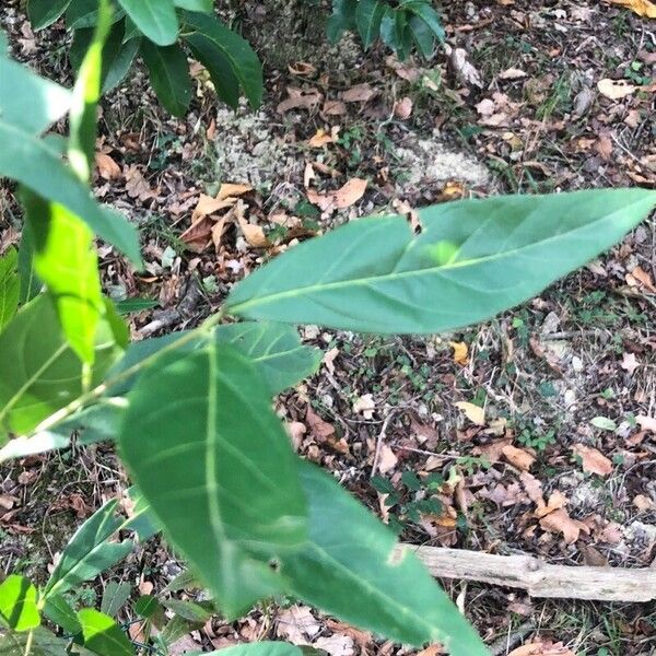 Combretum Caffrum Care Guide: Water, Soil & Propagation - Plantiary