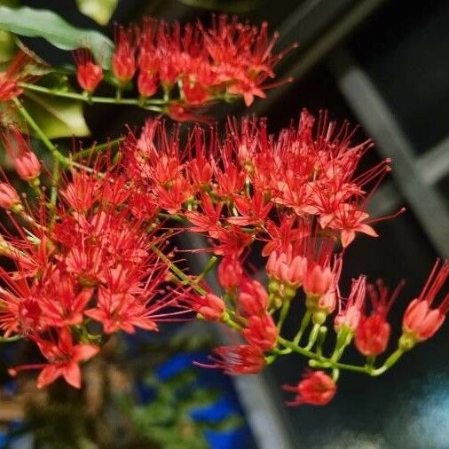 Flame Vine (Combretum Coccineum) Plant Care & How to Grow, Water