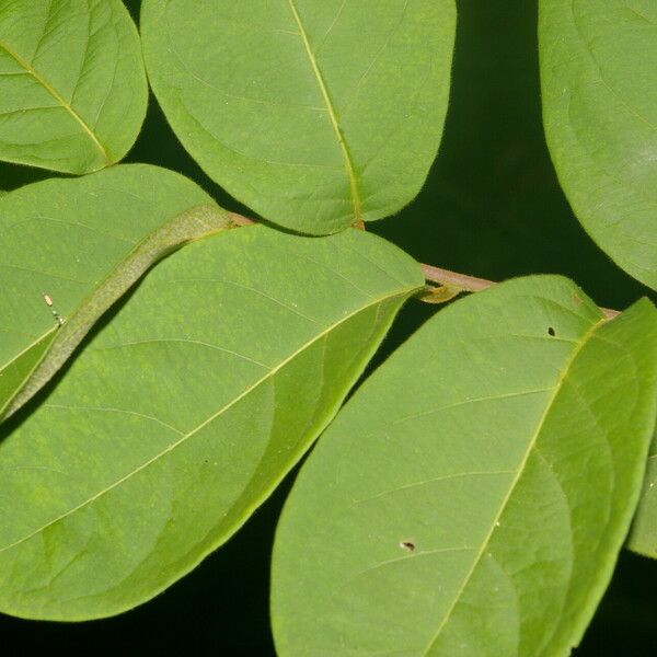 Combretum Decandrum Plant Care & How to Grow, Water