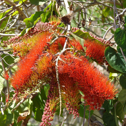 Combretum Farinosum Plant Care & How to Grow, Water