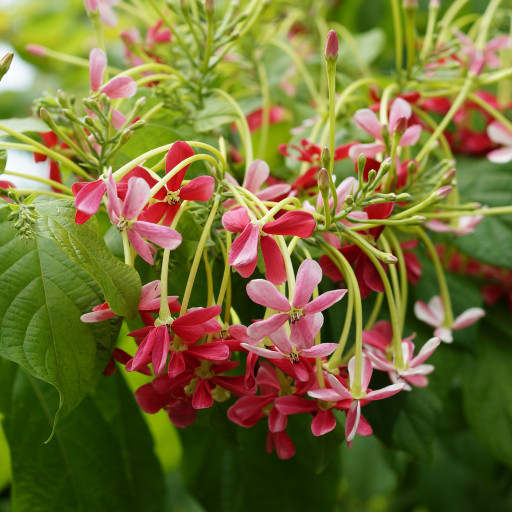 Rangoon Creeper (Combretum Indicum) Plant Care & How to Grow, Water