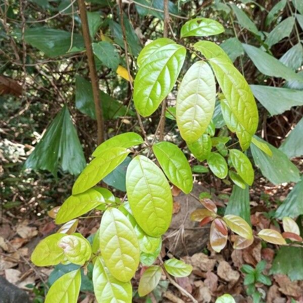 Large Leaved Climbing Bushwillow (Combretum Latifolium) Plant Care ...