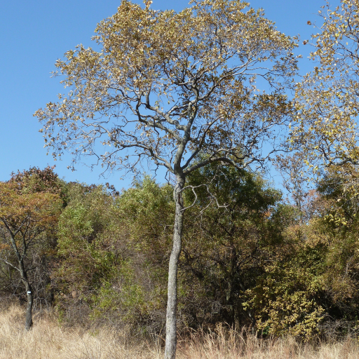 Velvet Bushwillow (Combretum Molle) Plant Care & How to Grow, Water