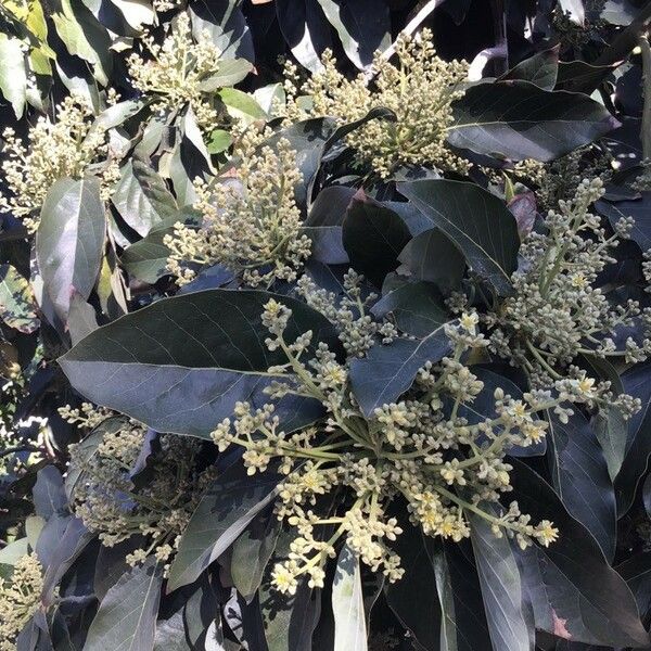 False Forest Bushwillow (Combretum Woodii) Plant Care & How to Grow, Water