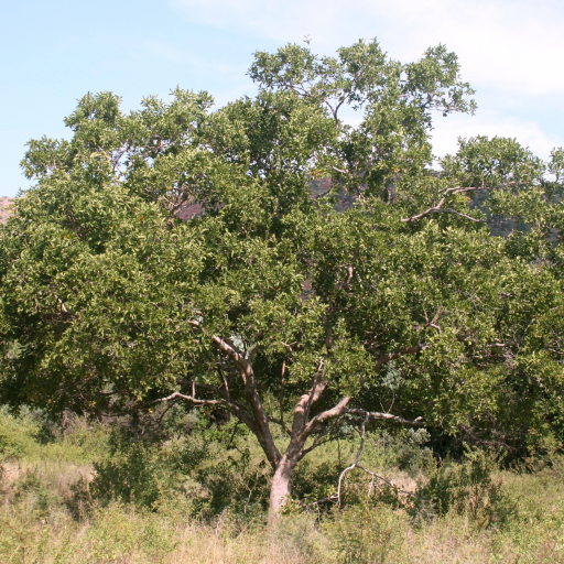 Large-Fruited Bush Willow (Combretum Zeyheri) Plant Care & How to Grow ...