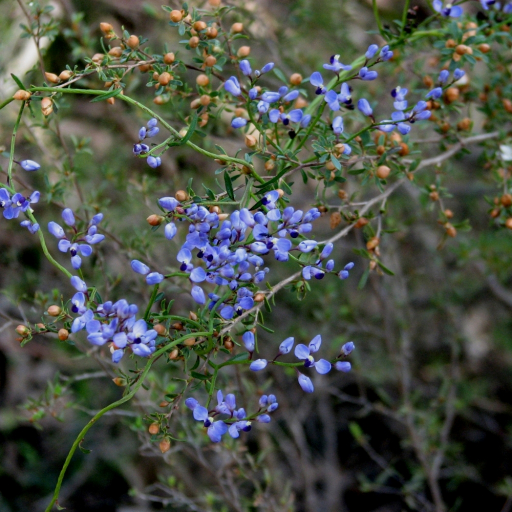 Love Creeper (Comesperma Volubile) Care Guide: Water, Soil ...
