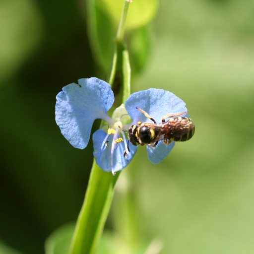 Climbing Dayflower (Commelina Diffusa) Plant Care & How to Grow, Water