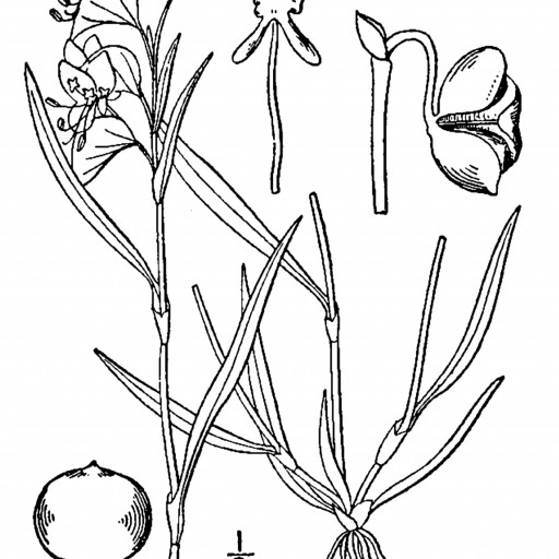 Blue Commelina (Commelina Erecta) Plant Care & How to Grow, Water