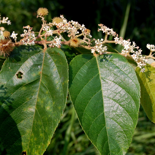 Brown Kurrajong (Commersonia Bartramia) Plant Care & How to Grow, Water