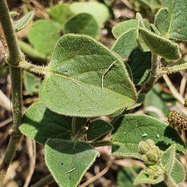 St. Helena Hogweed (Commicarpus Helenae) Care Guide: Water, Soil ...