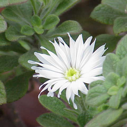 Scrubwood (Commidendrum Rugosum) Plant Care & How to Grow, Water